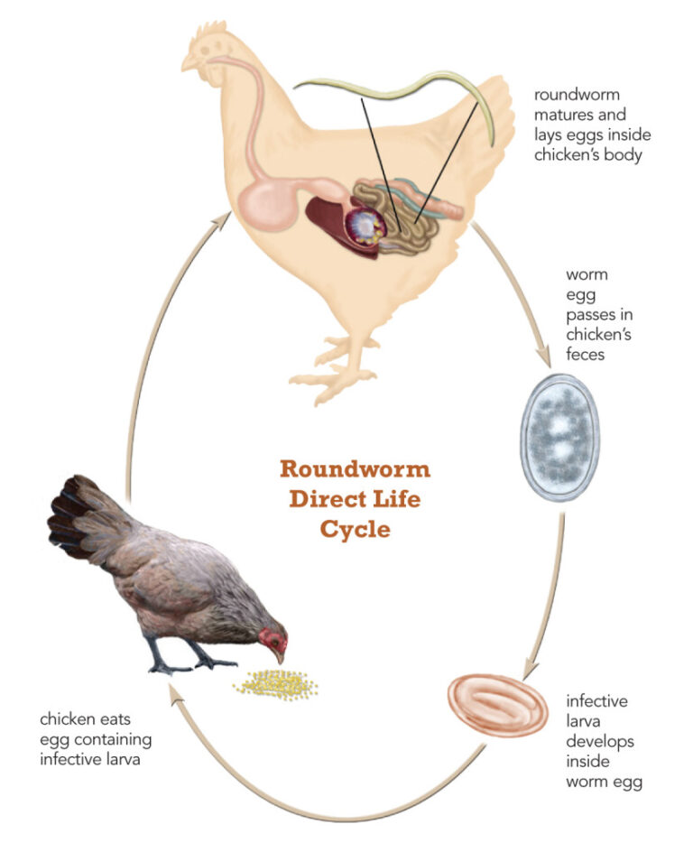 When, Why and How of Deworming Chickens - Backyard Poultry